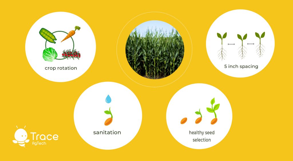 Red Rot Management Strategies for Sustainable Farming: A Comprehensive ...