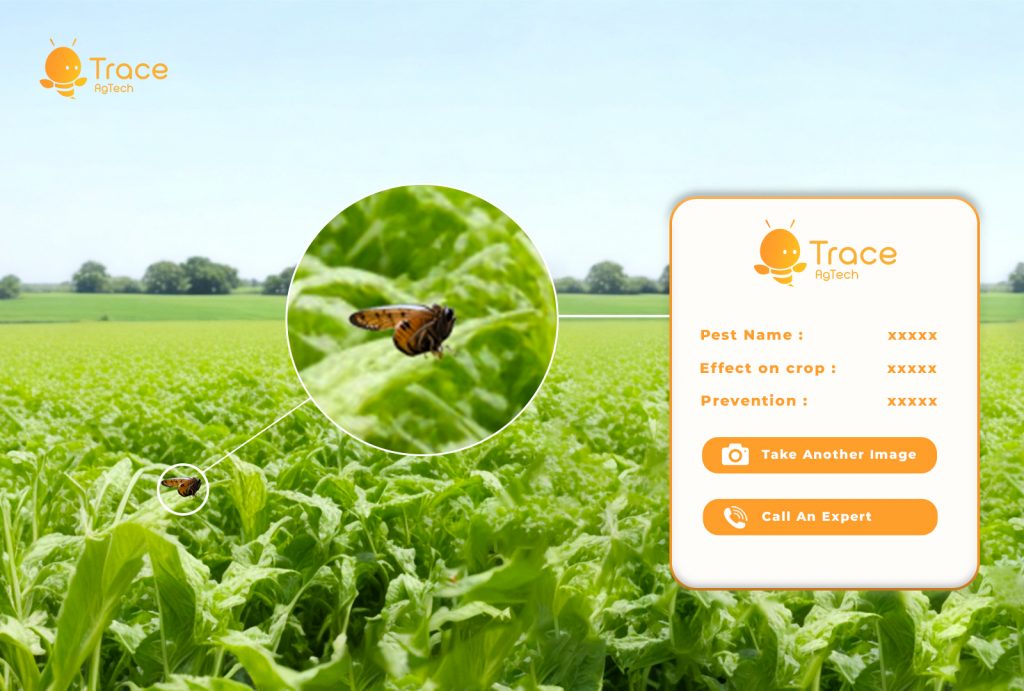 Crop Disease Detection & Prevention: How Agritech is Impoving Plant Health